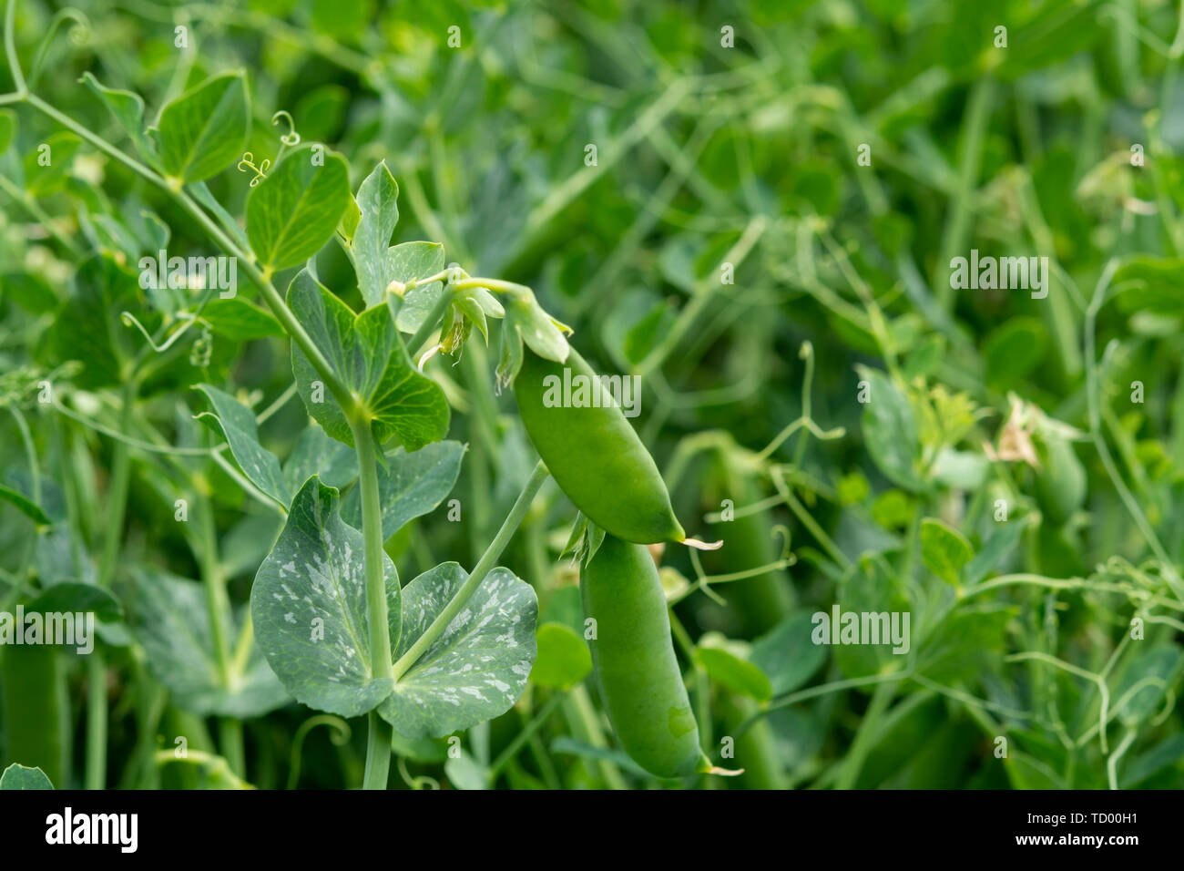 Snap pea farming hi-res stock photography and images - Alamy