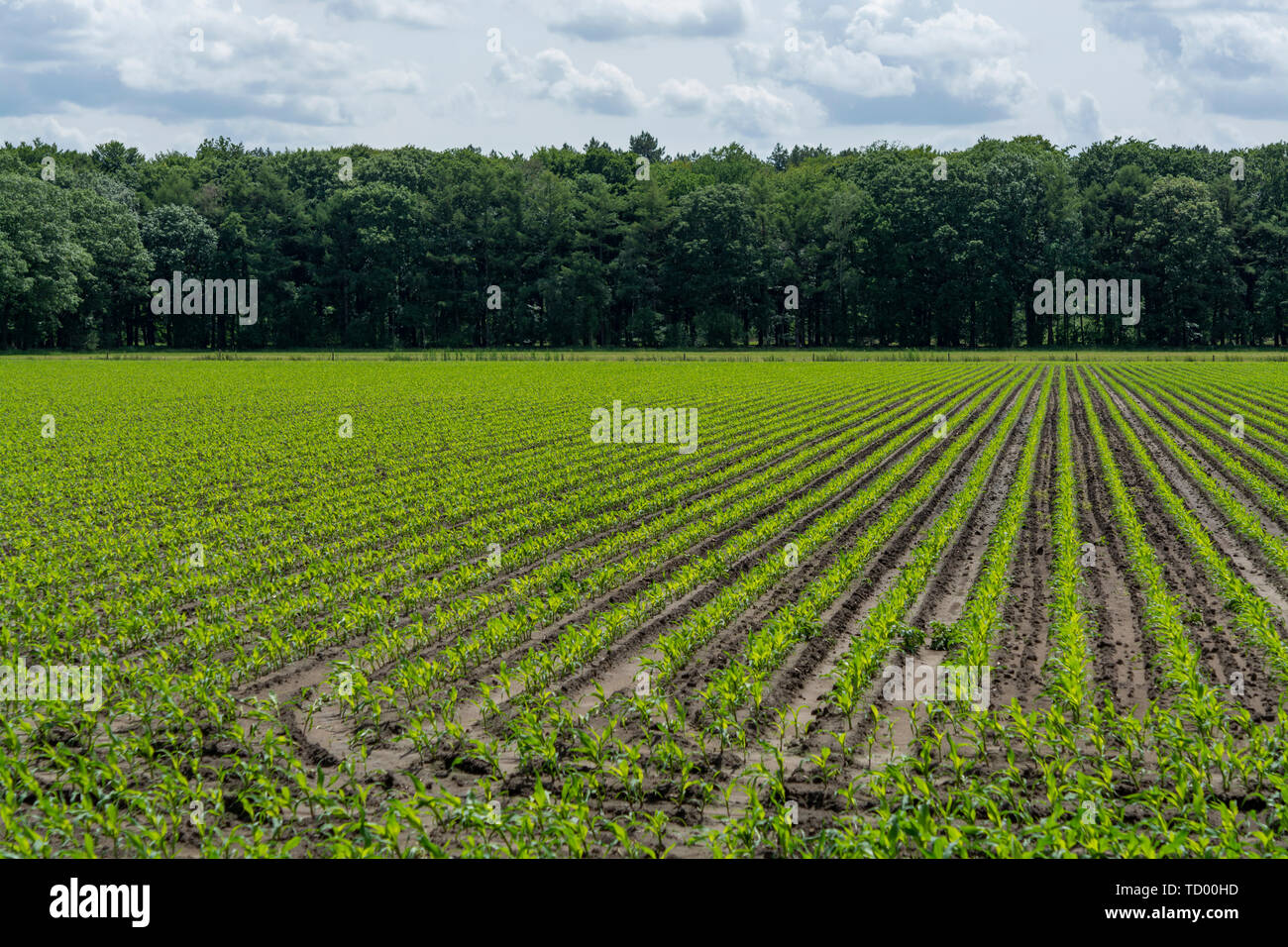 Young green corn mais plants growing on farming fields Stock Photo - Alamy
