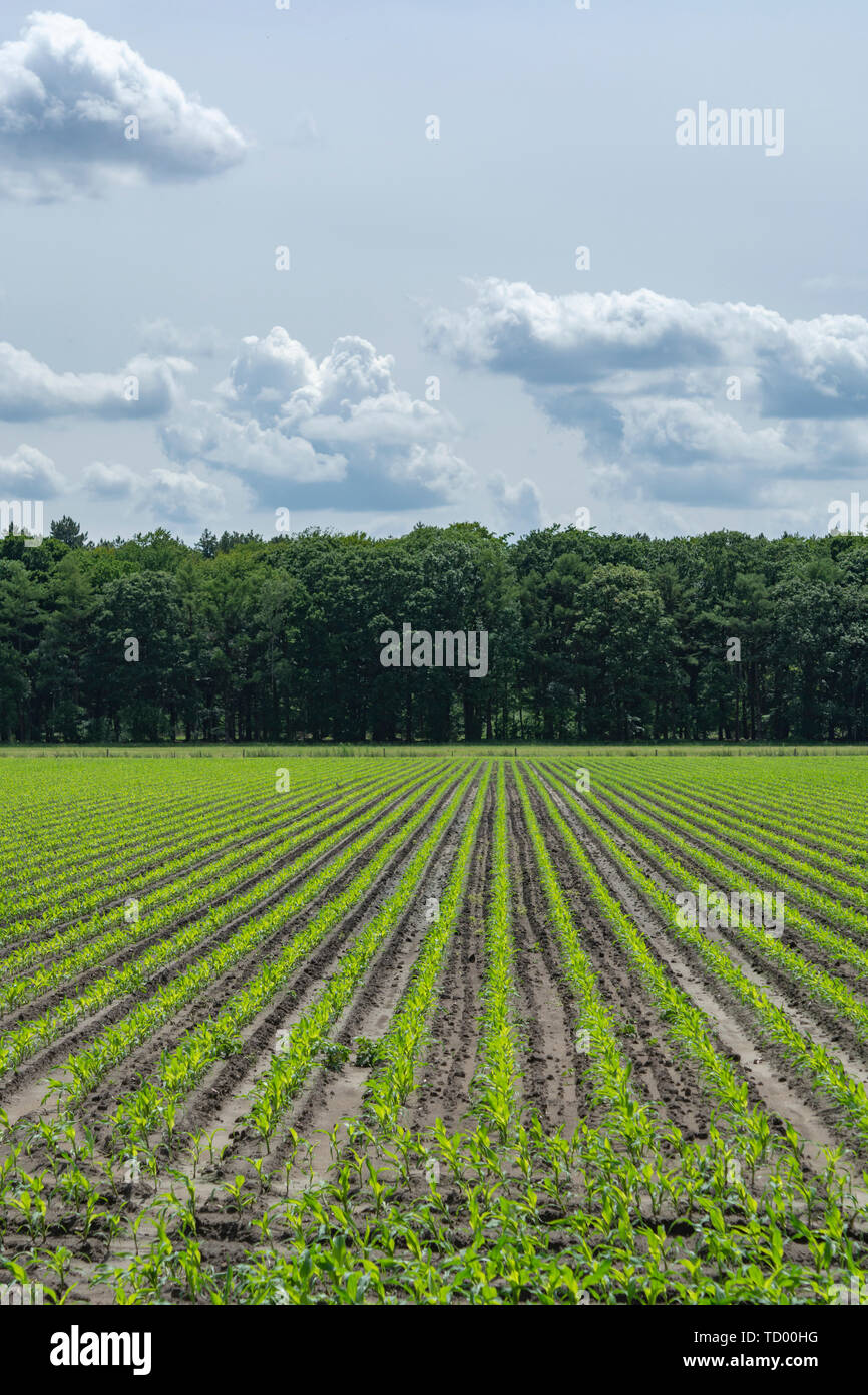 Young green corn mais plants growing on farming fields Stock Photo - Alamy