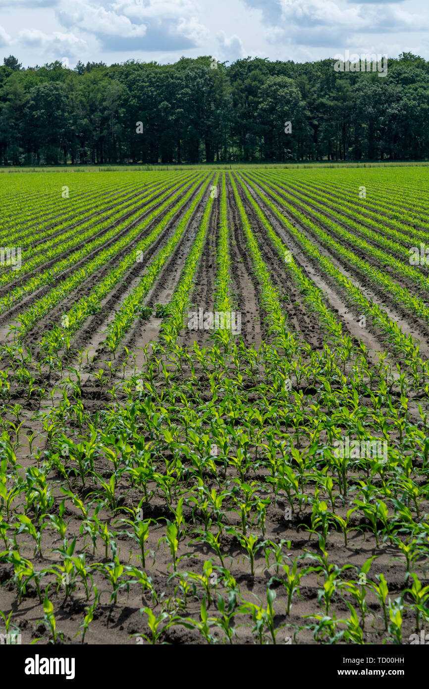 Young green corn mais plants growing on farming fields Stock Photo - Alamy