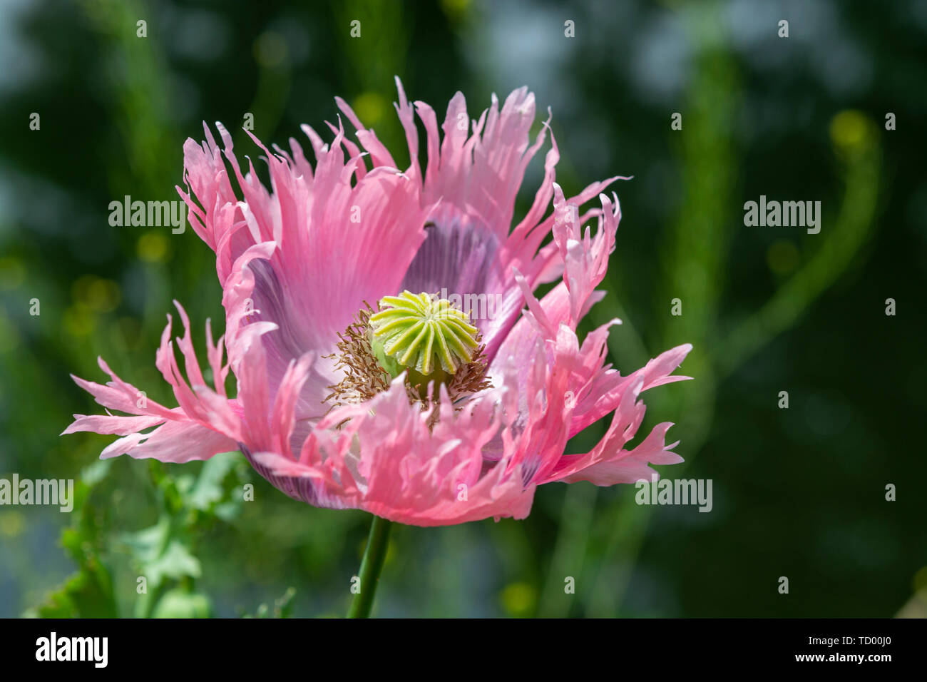 Beautiful flowers of Papaver somniferum or opium breadseed poppy plant ...