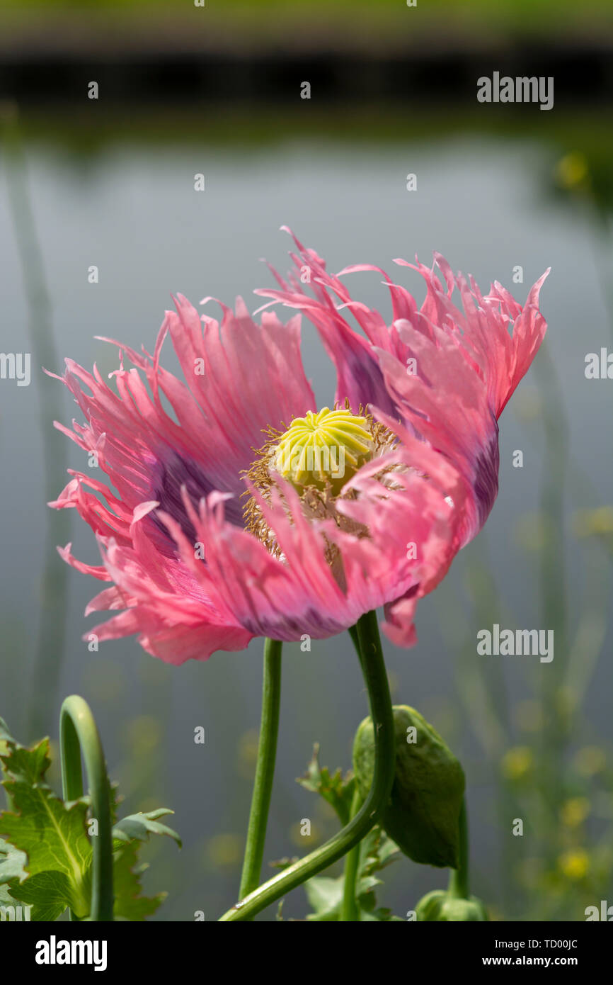 Beautiful flowers of Papaver somniferum or opium breadseed poppy plant ...