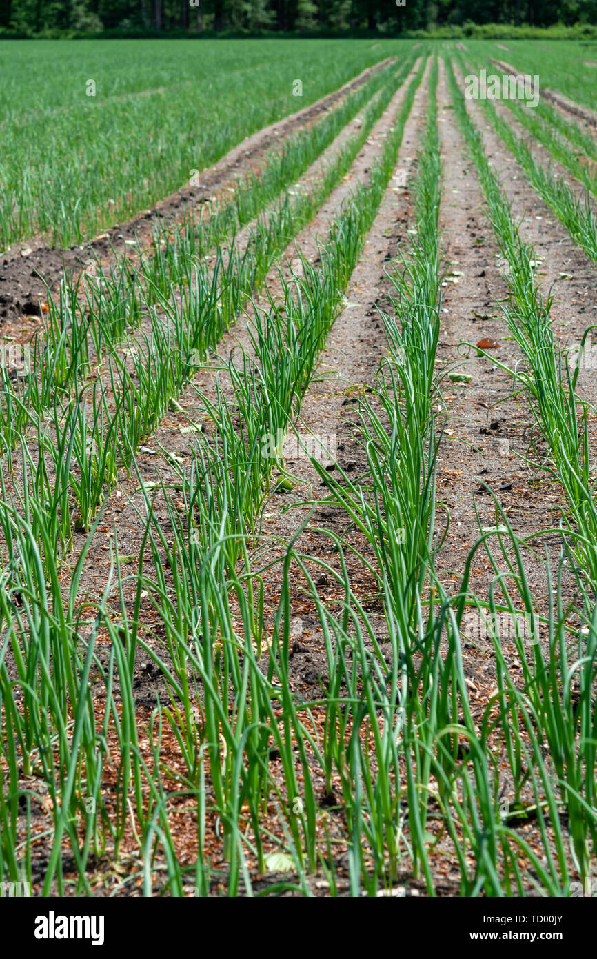 Green onion plants growing on farm field in Netherlands, Europe Stock ...