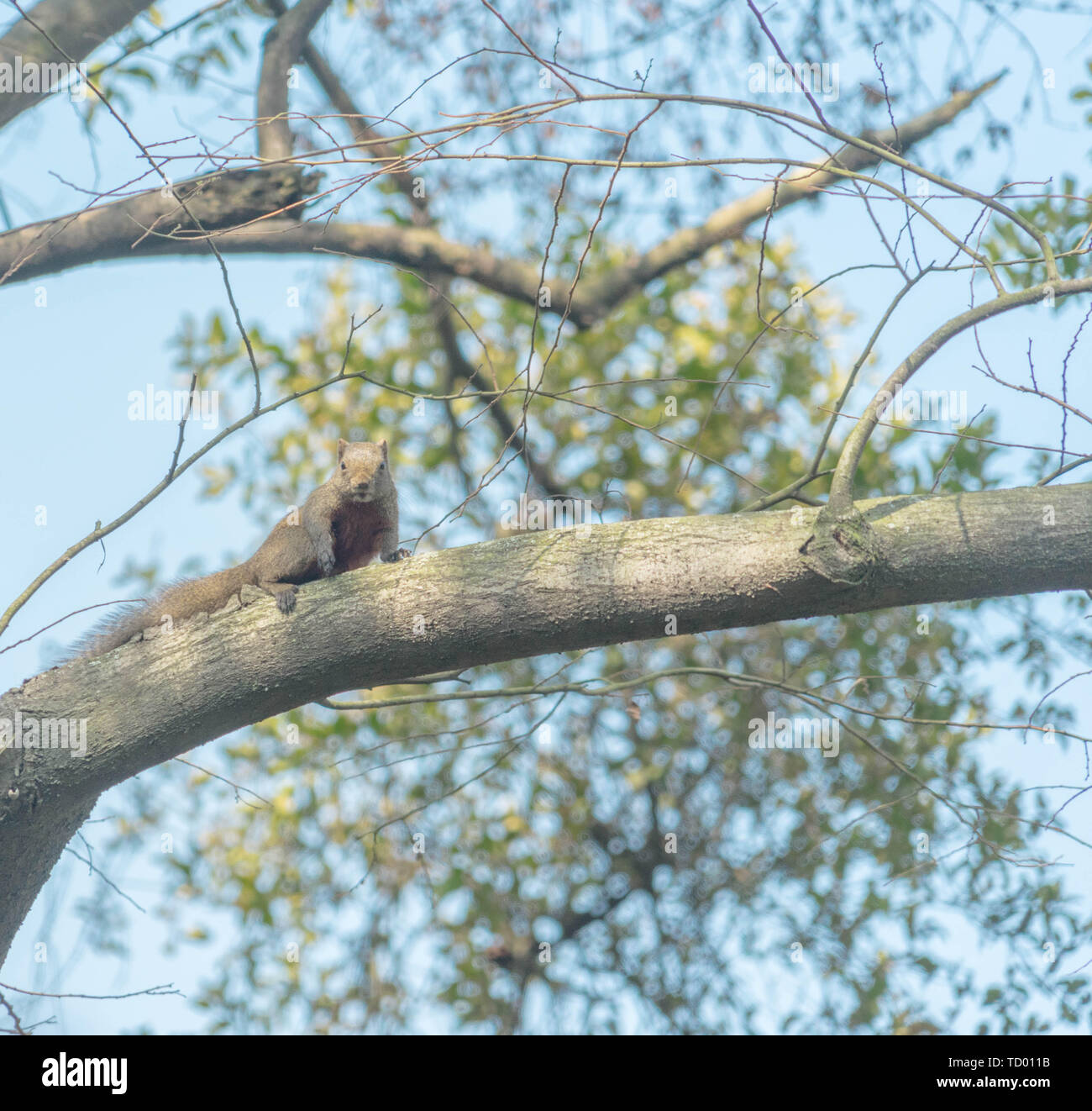 Little squirrel, spring, a squirrel, big tree, animals, wildlife Stock ...