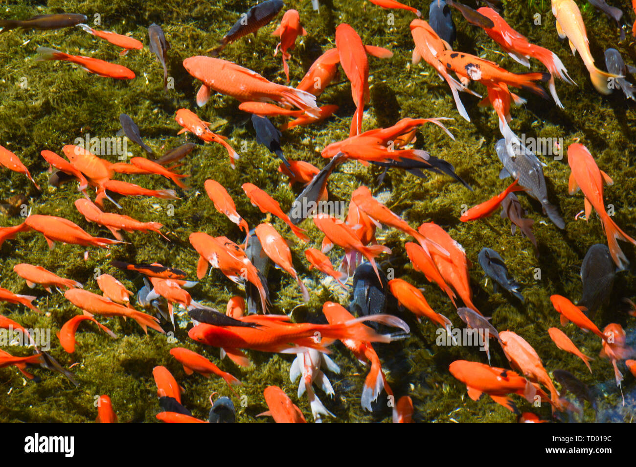 Good luck koi fish hi-res stock photography and images - Alamy