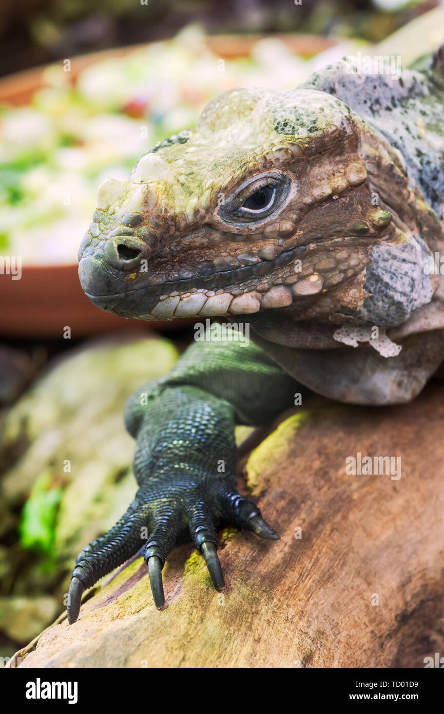 Tetrapod snake aunt cold blooded animals reptiles reptiles lizard ...