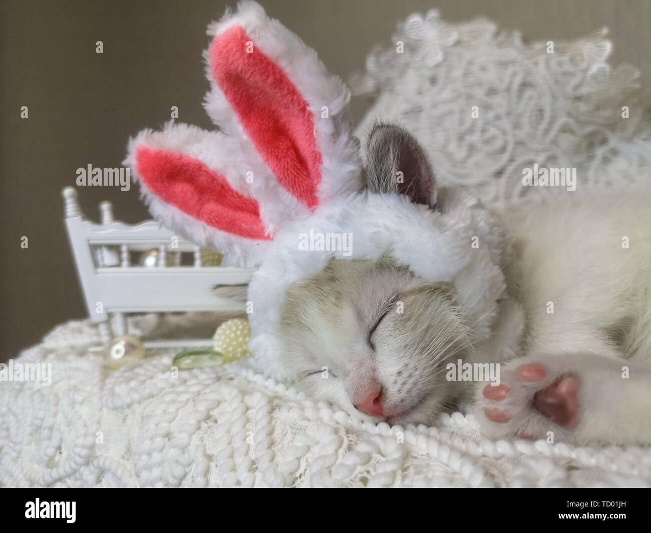 Cats ears headband hi-res stock photography and images - Alamy