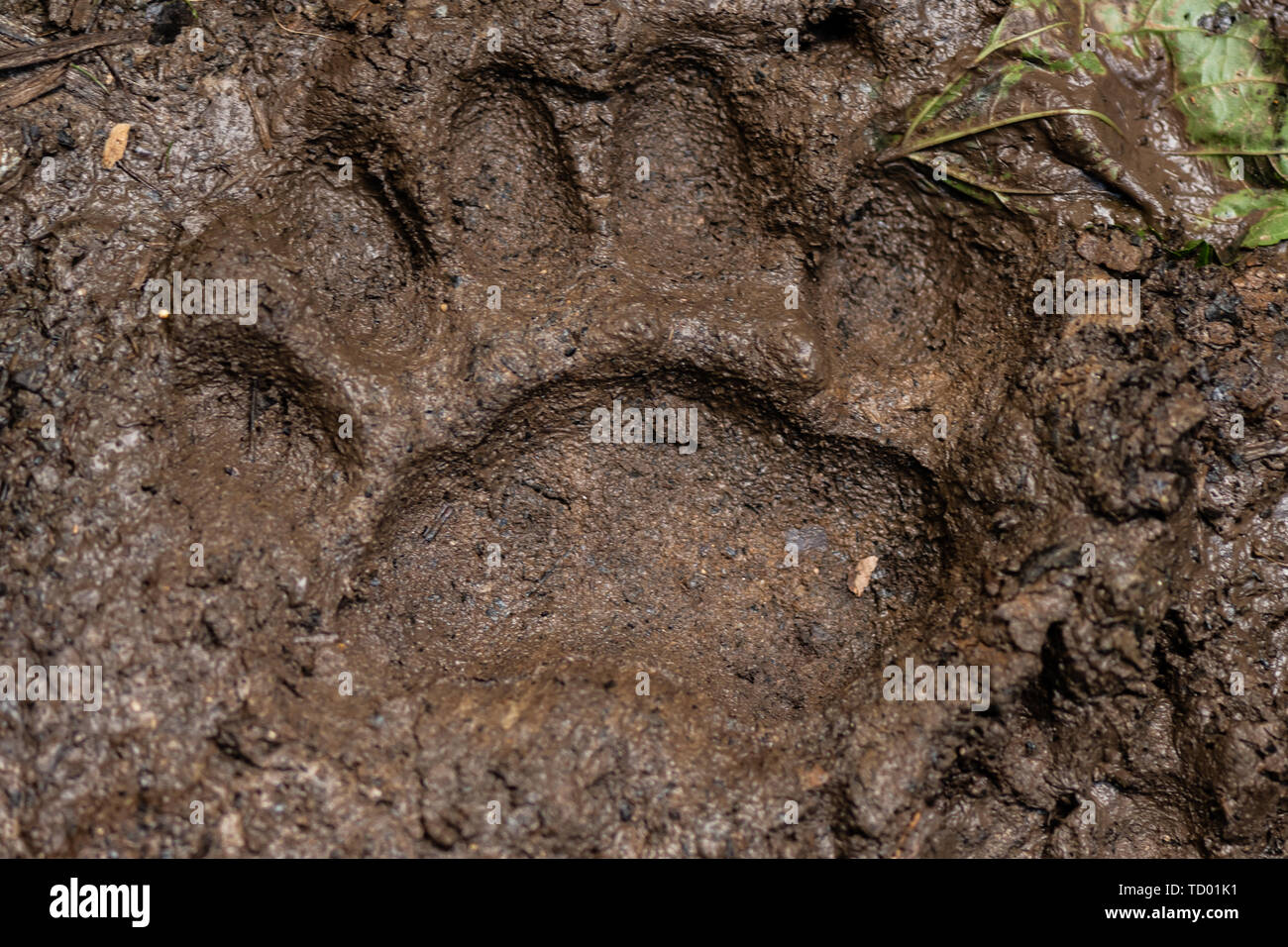 Black Bear Tracks In Mud