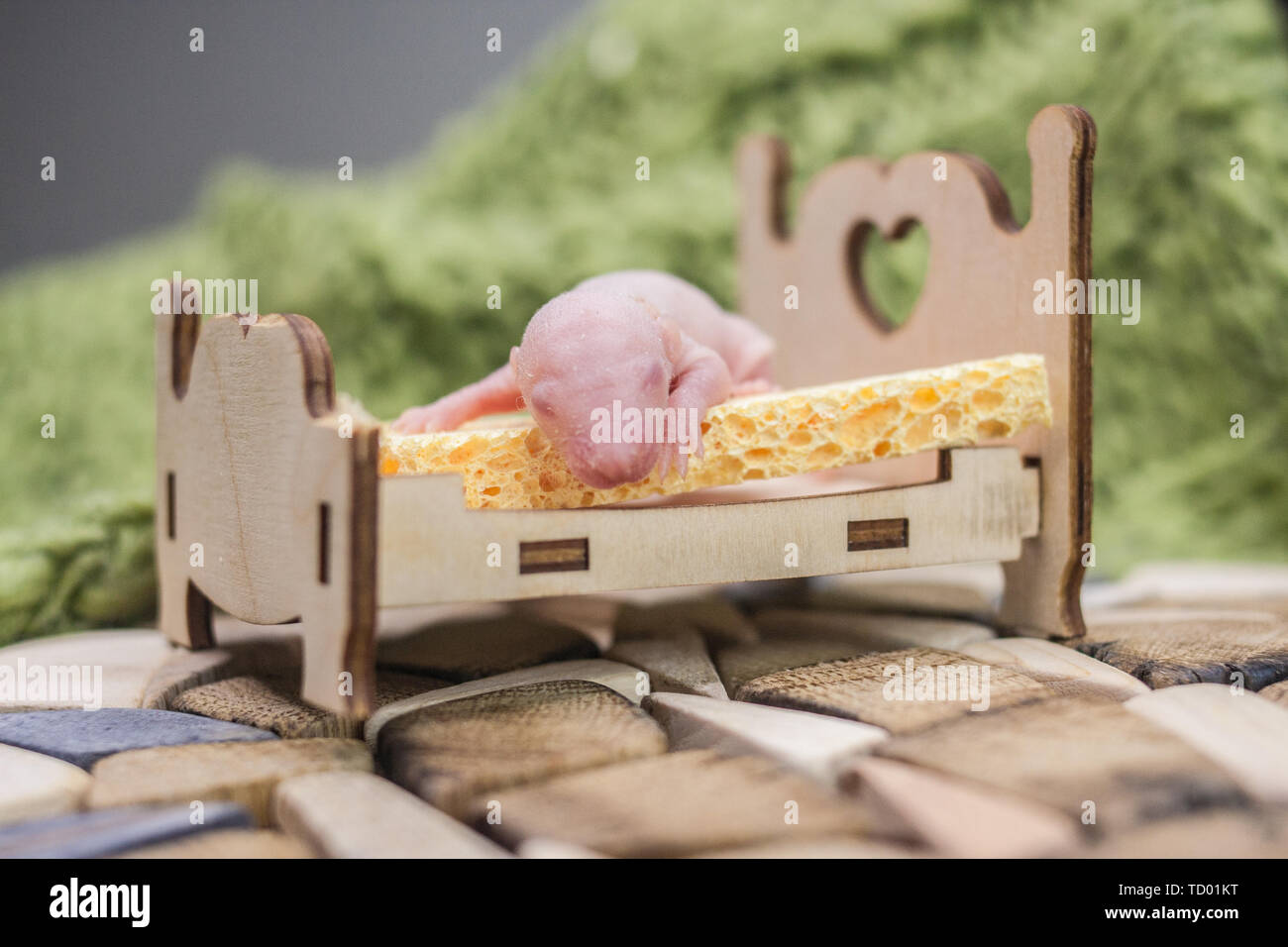 The concept of healthy sleep. Baby mouse lying on the cot. A newborn ...
