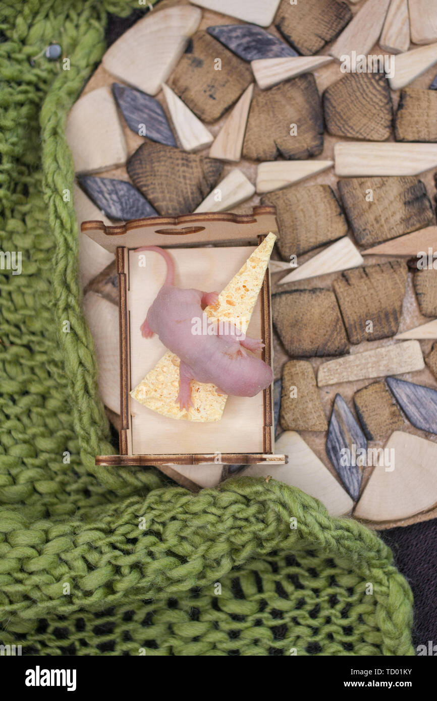 Newborn rat cub sitting in bed. Mouse baby. A small bald rodent on the ...