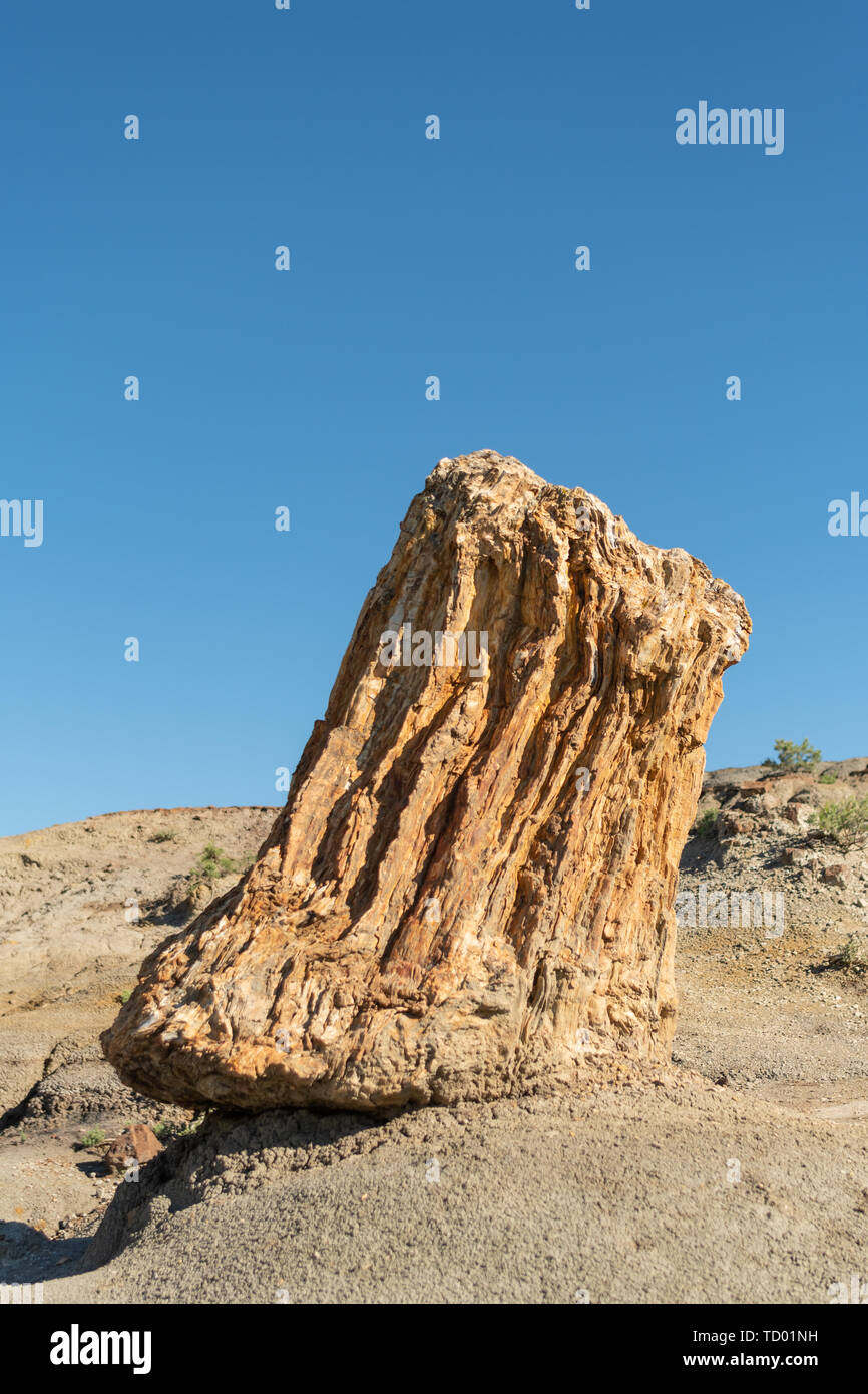 Looking Up at Large Petrified Stump in North Dakota badlands Stock ...