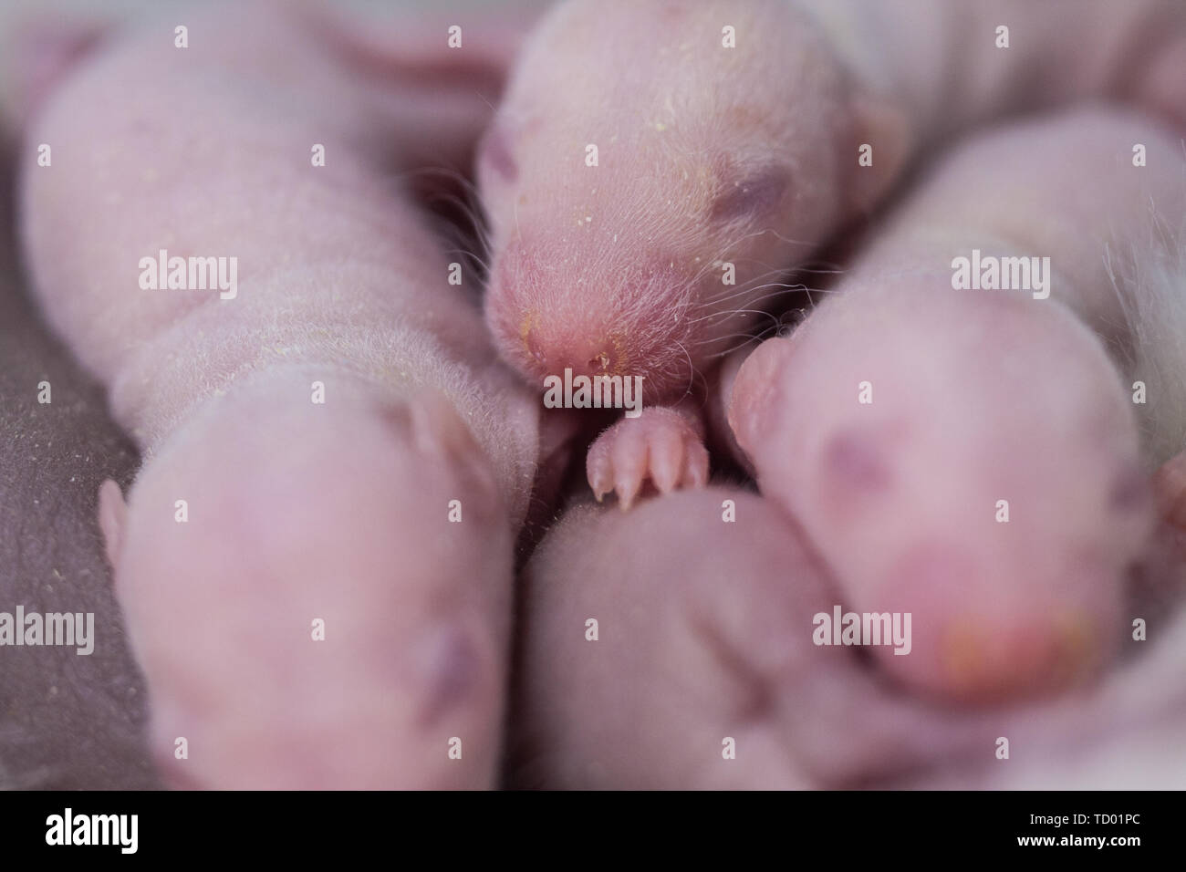 Rat offspring. Mouse cubs close-up. Lots of little blind rodents ...