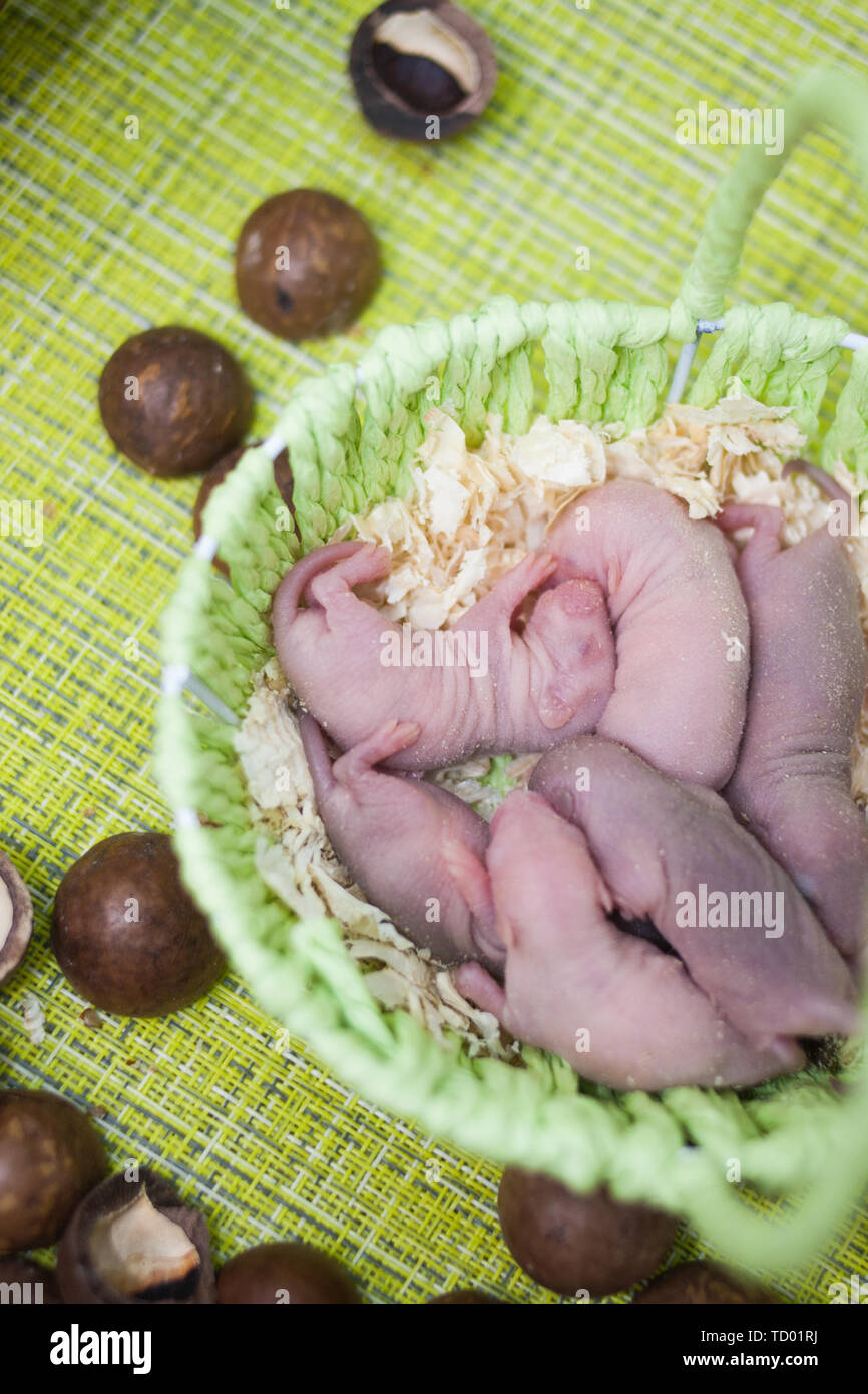 The concept of birth. The rat cubs are sleeping. Small mouse children ...