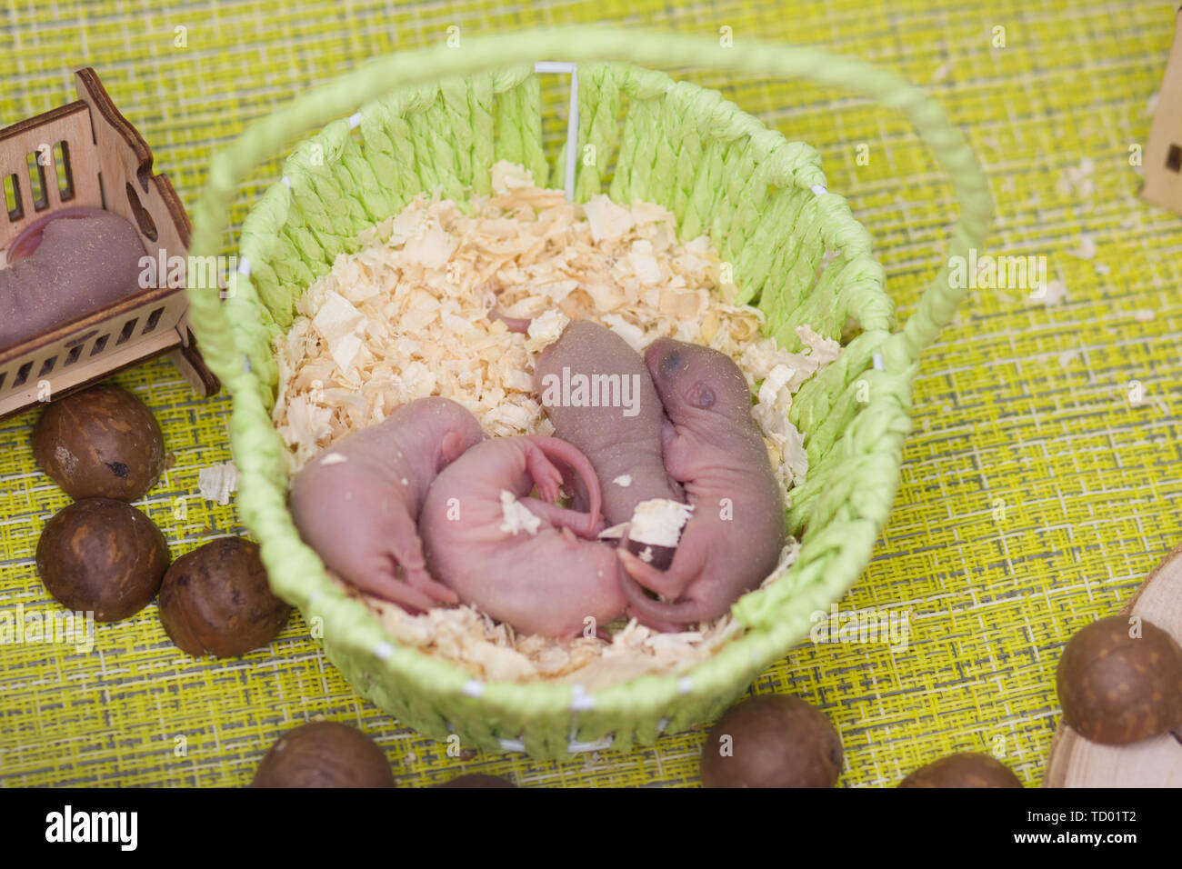 The concept of the family of mice. Little newborn rats sleep in a ...