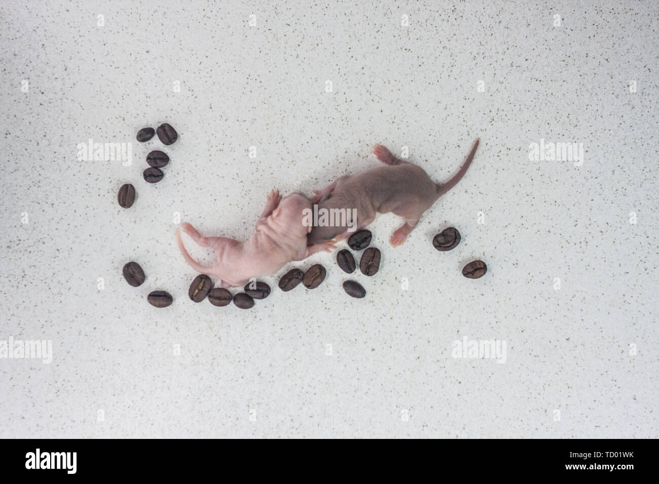 Fragrance concept. Cubs rats on the background of coffee beans. Little ...