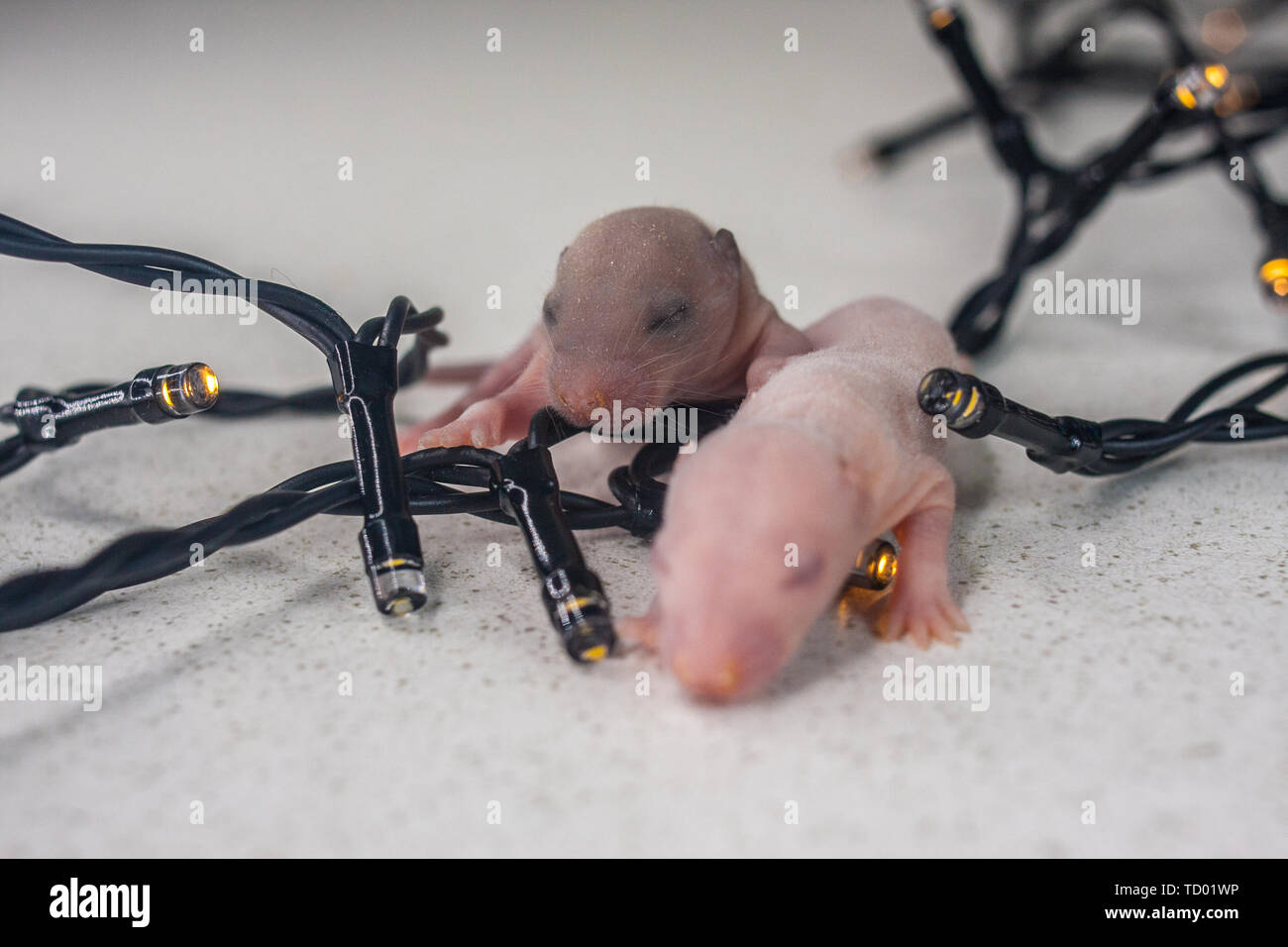 Ew symbol hi-res stock photography and images - Alamy