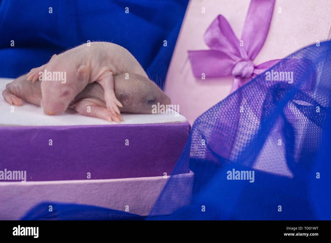 The concept of a gift for a newborn. Baby rats sleep on gift wrapping ...