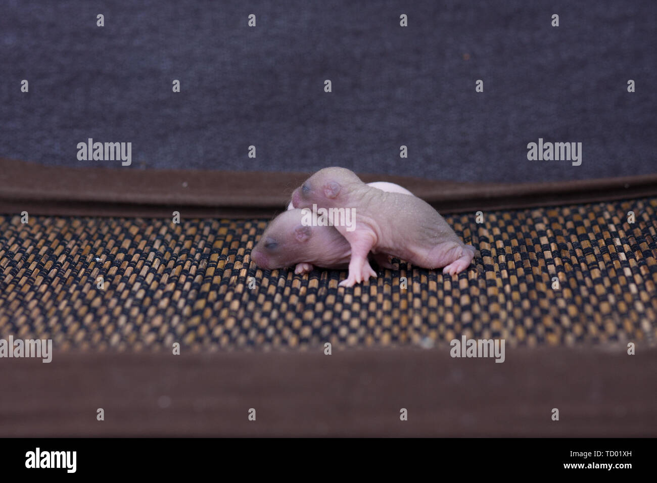 Baby Mole Rat Eyes Opening
