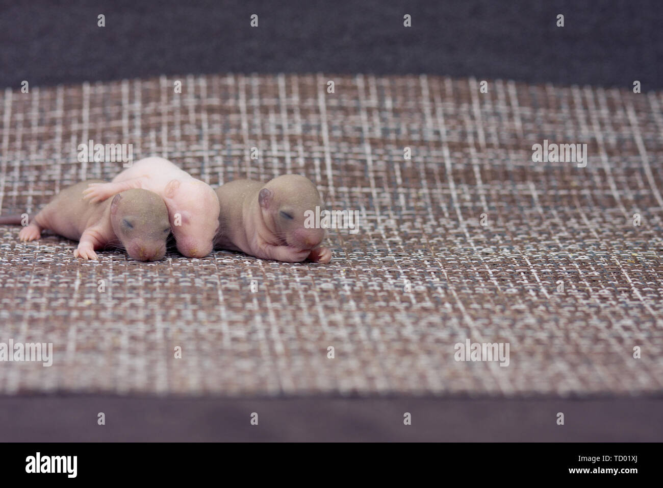 The concept of the birth of life.Newborn baby rats are sleeping. Little ...