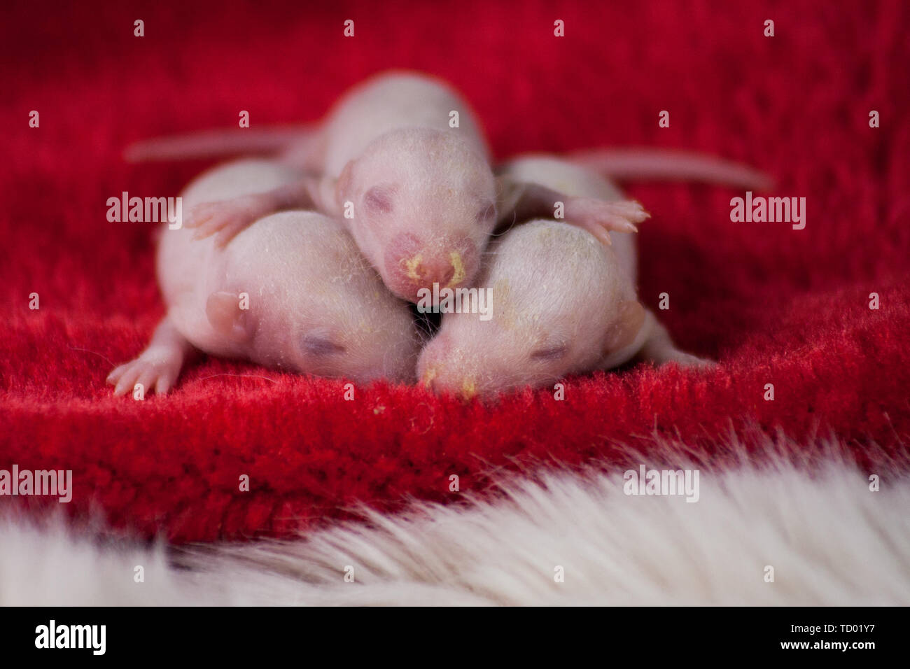 Affectionately High Resolution Stock Photography and Images - Alamy