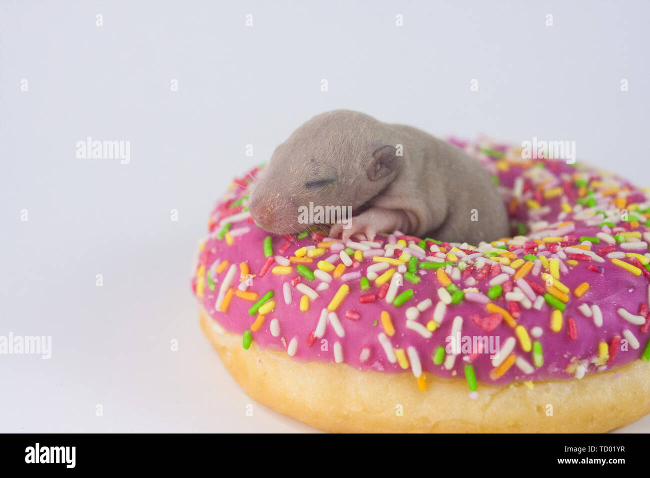 Bald pet rat hi-res stock photography and images - Alamy