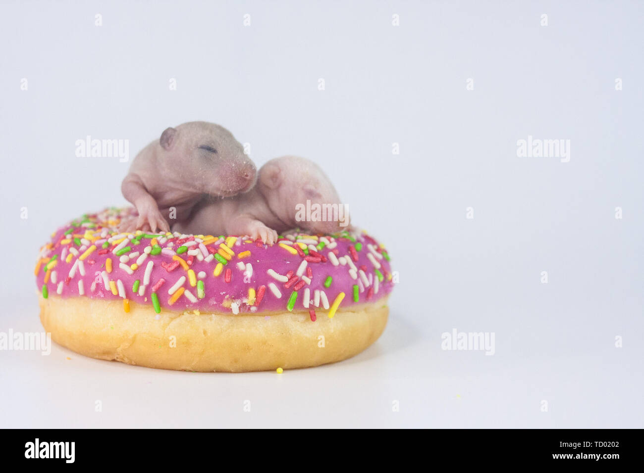 The concept of tasty treats. Newborn baby cub in a donut. Little rat ...