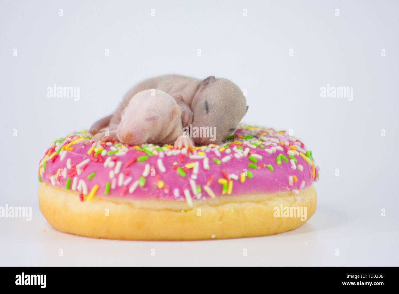 The concept of miniature. Newborn baby mice sit in a donut. Little rats ...