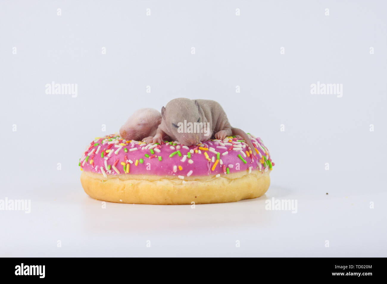 The concept of sweet sleep. The young rats are lying on a donut ...