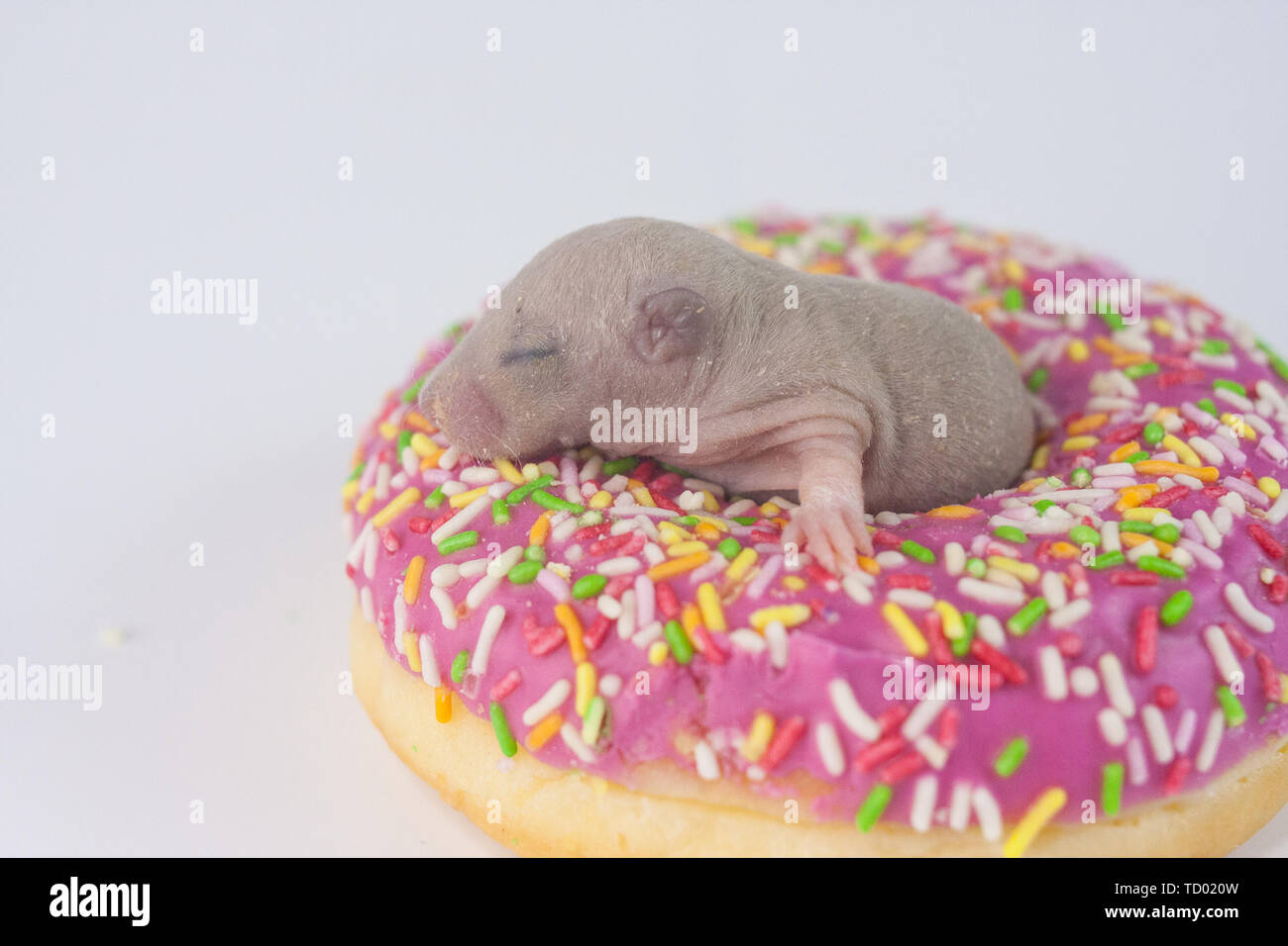 Rat with a donut. Newborn baby rat with sweets. Cute bald ornamental ...
