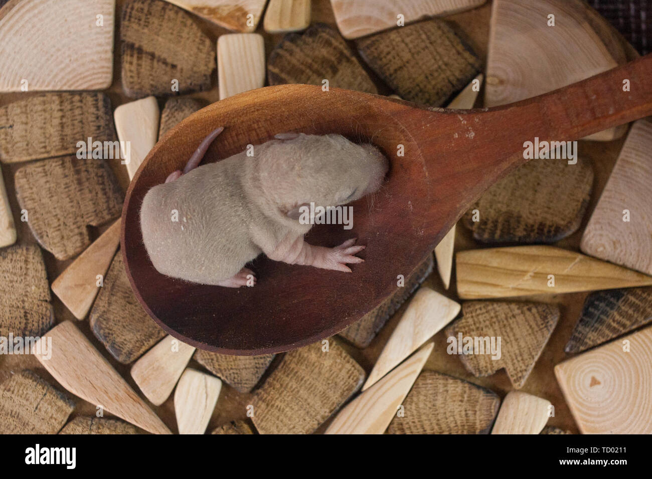 The little rat is sitting in a big spoon. Baby cub close up. Decorative ...