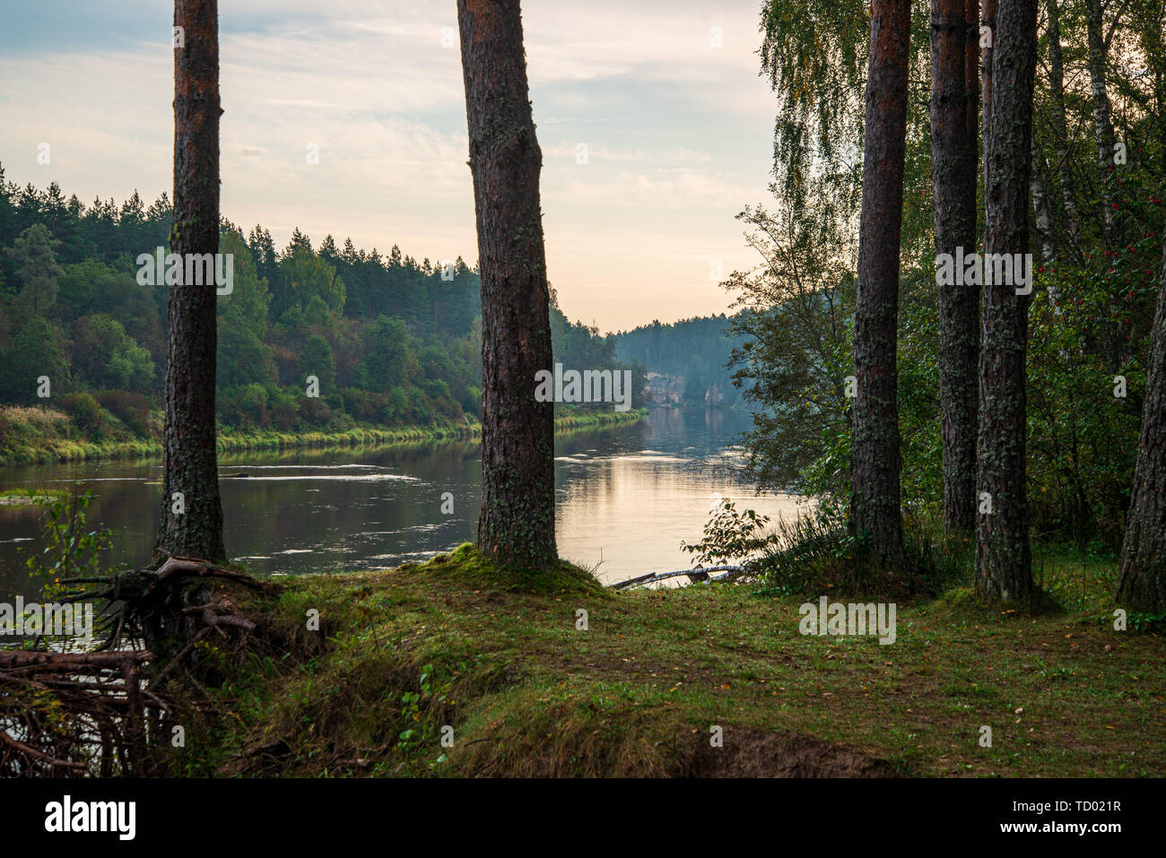 deep dark forest lake with reflections of trees and green foliage with ...