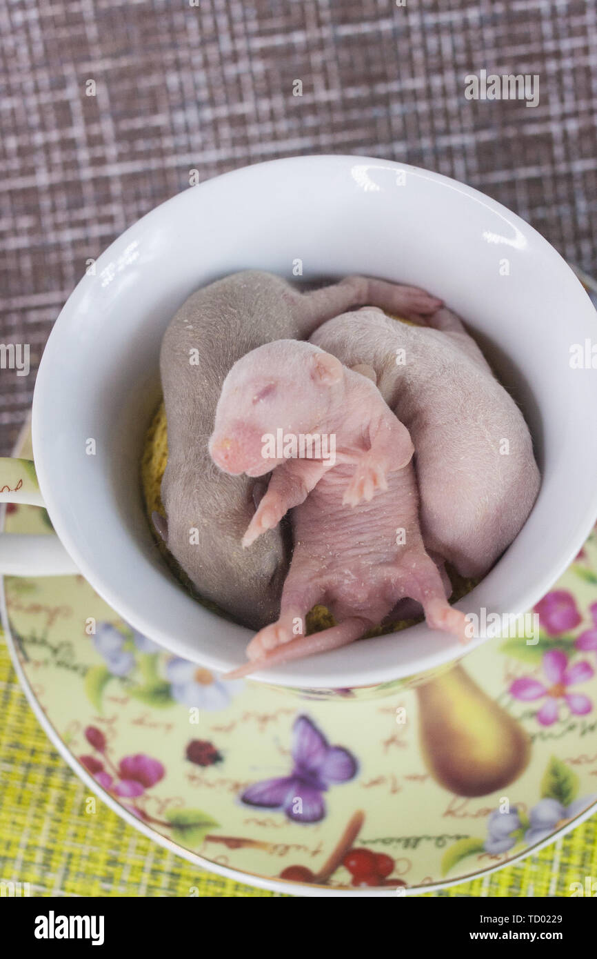 The concept of tea drinking. Newborn rats lie in a cup. Little mice ...