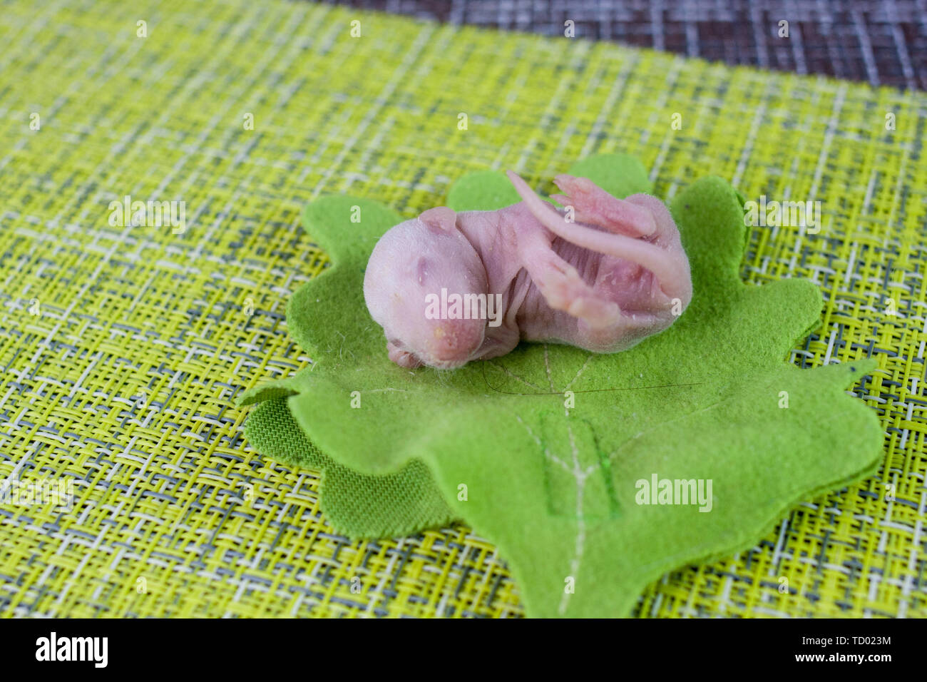 Bald pet rat hi-res stock photography and images - Alamy