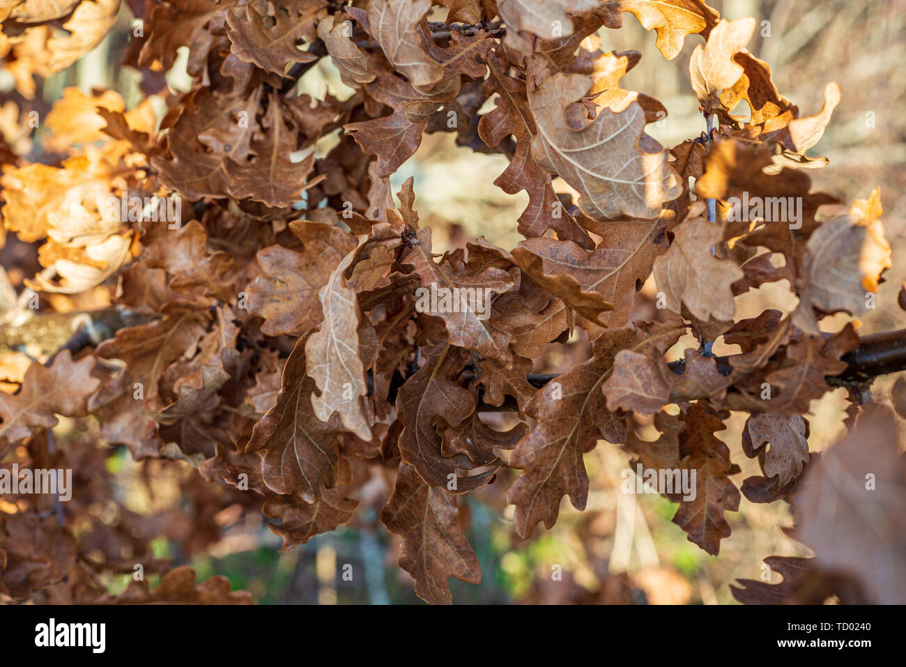 old dry vegetation texture in autumn nature. abstract backgrounds in ...