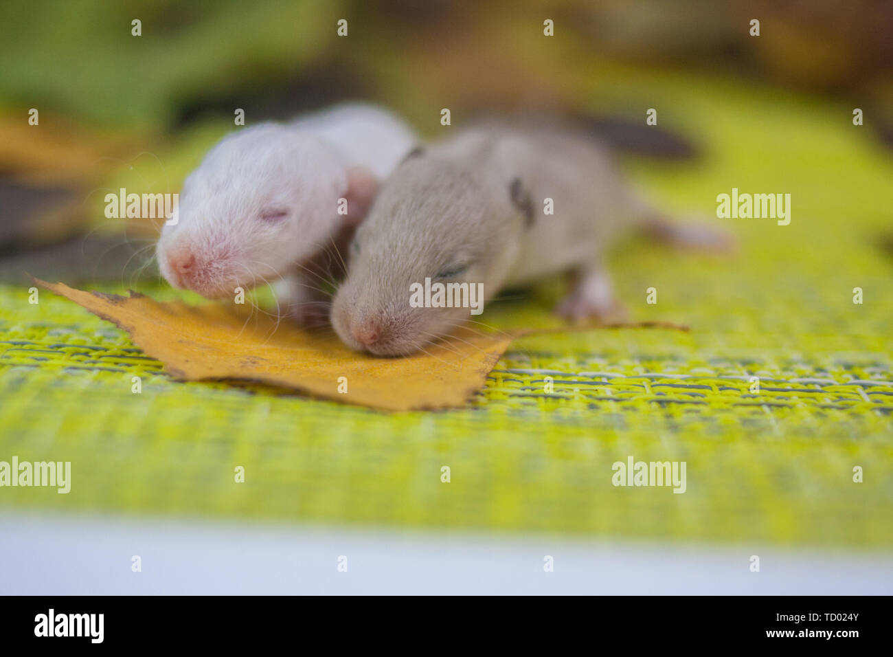 Concept of blindness. Mice with eyes closed. Cubs rats close-up. Small ...