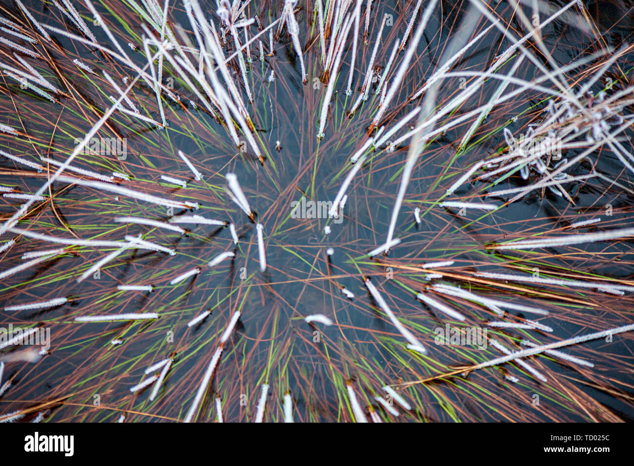 dry old grass bents in water texture. abstract background in nature ...