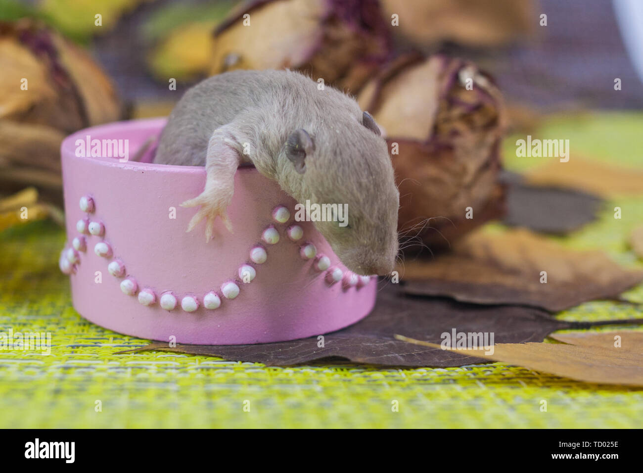 Rat in a box. Little mouse in a pink box. Newborn blind rodent closeup ...