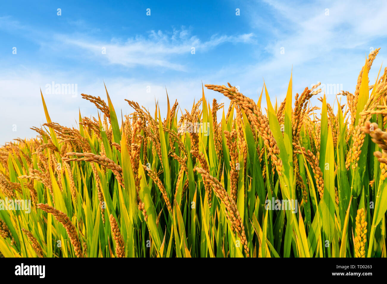 Ripe rice field and sky landscape on the farm Stock Photo - Alamy