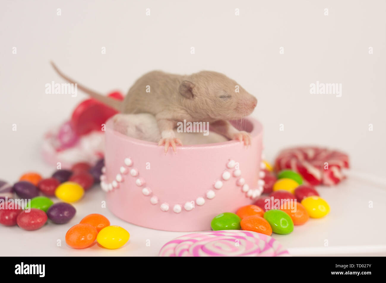 Holiday concept. Rat with sweets. The mouse sits in the box. Rodent in ...