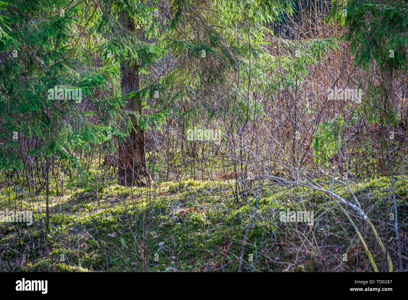 old dry vegetation texture in autumn nature. abstract backgrounds in ...