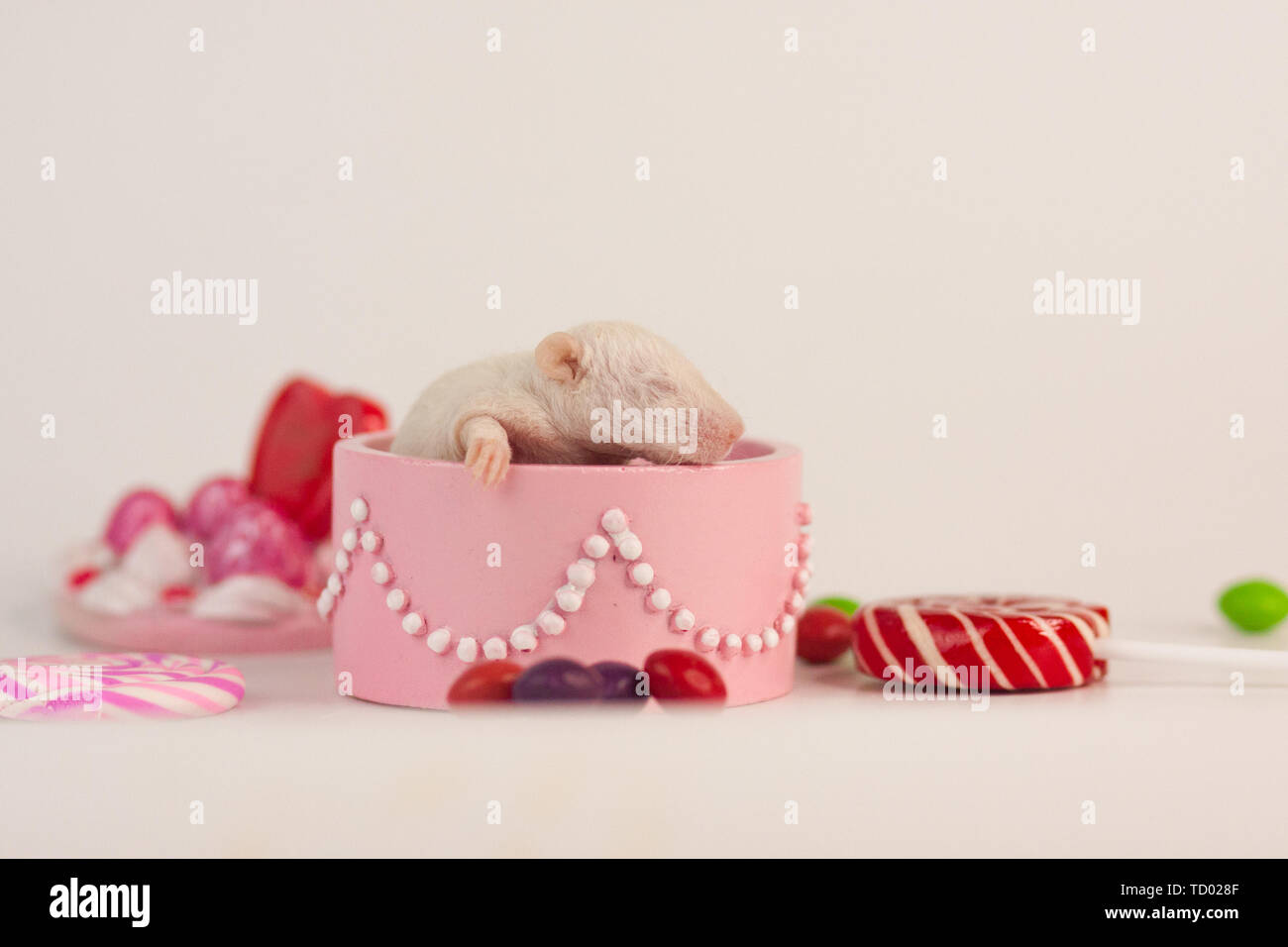 Rat In A Box High Resolution Stock Photography and Images - Alamy