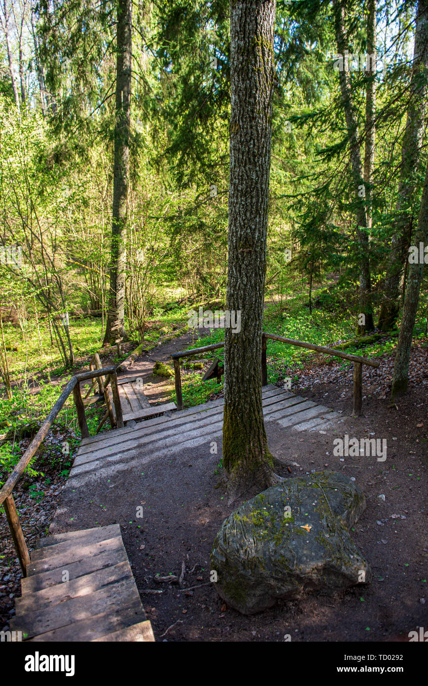 summer sun lit green forest park for relaxsation in nature Stock Photo ...