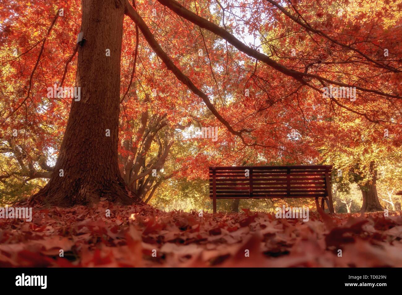 wooden bench in city park autumn season Stock Photo - Alamy
