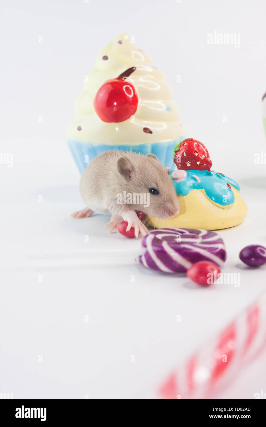 The concept of a diet. The mouse on the background of sweets. Rat with ...