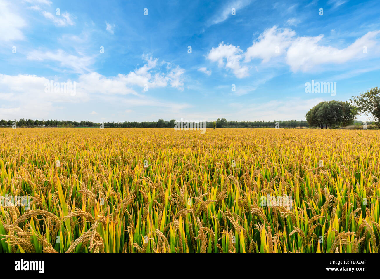 Ripe rice field and sky landscape on the farm Stock Photo - Alamy