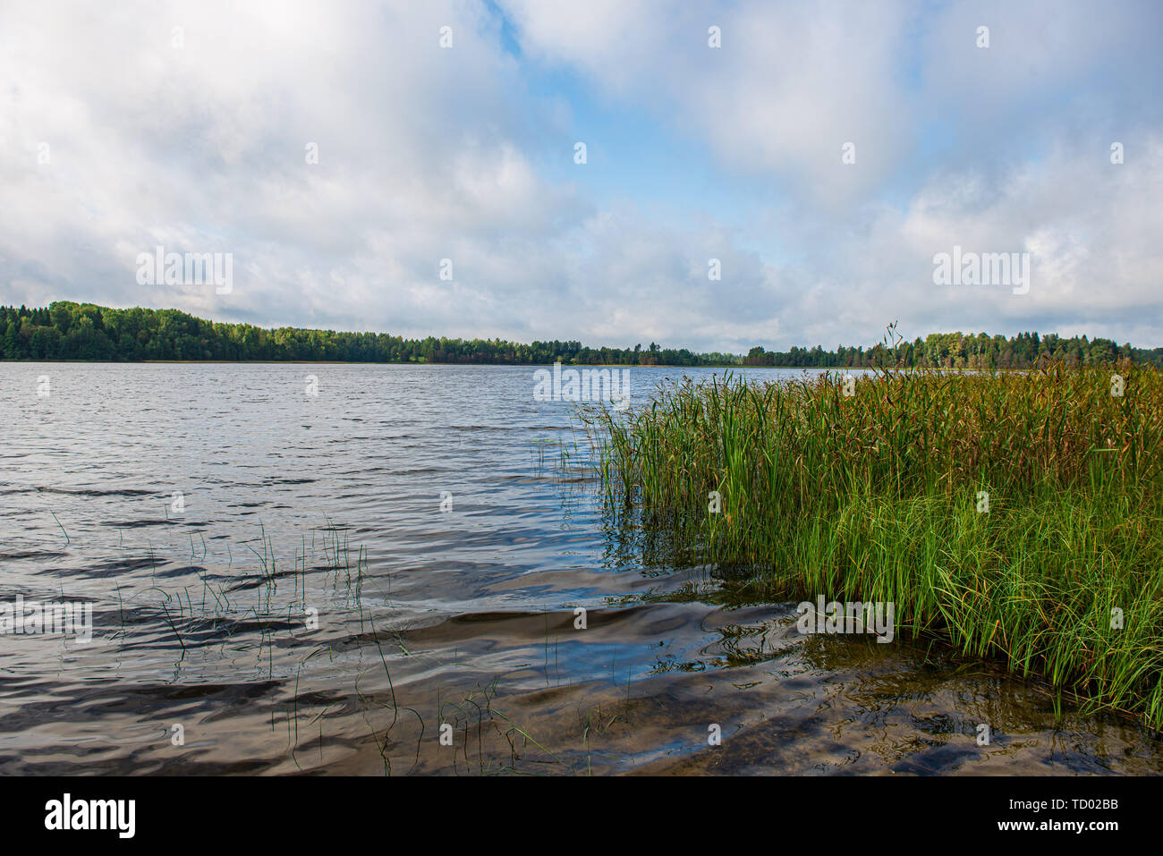 deep dark forest lake with reflections of trees and green foliage with ...