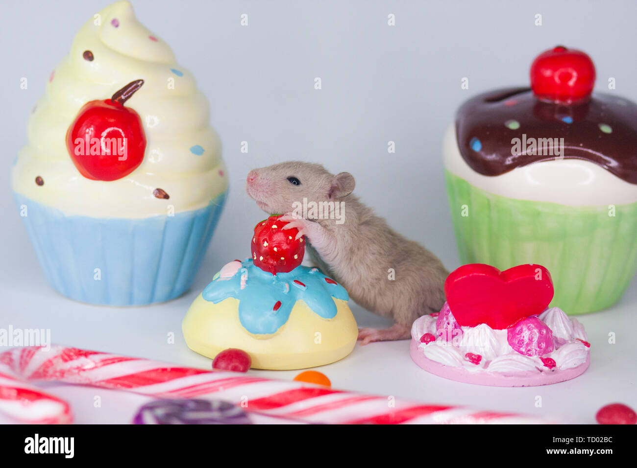 The concept of gluttony. Mouse on the background of colorful sweets ...