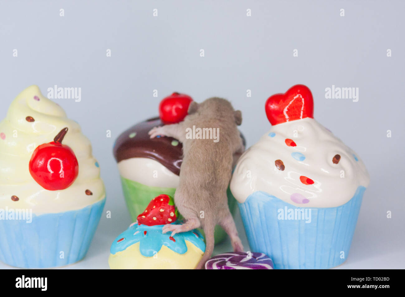 The concept of junk food. Mouse with sweets. Rat with colorful cupcakes ...