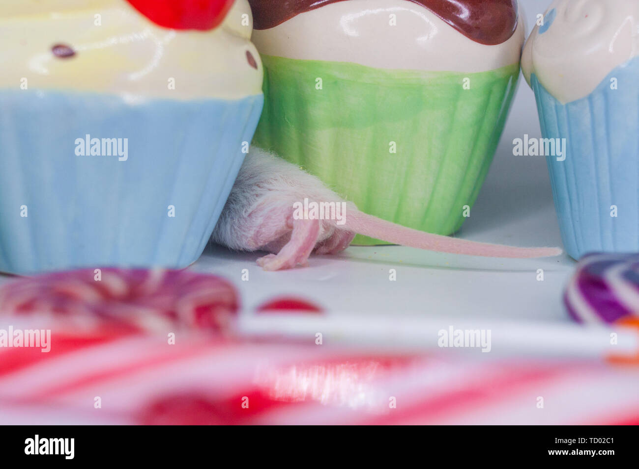 The concept of a sweet tooth. Rat on the background of cupcakes and ...