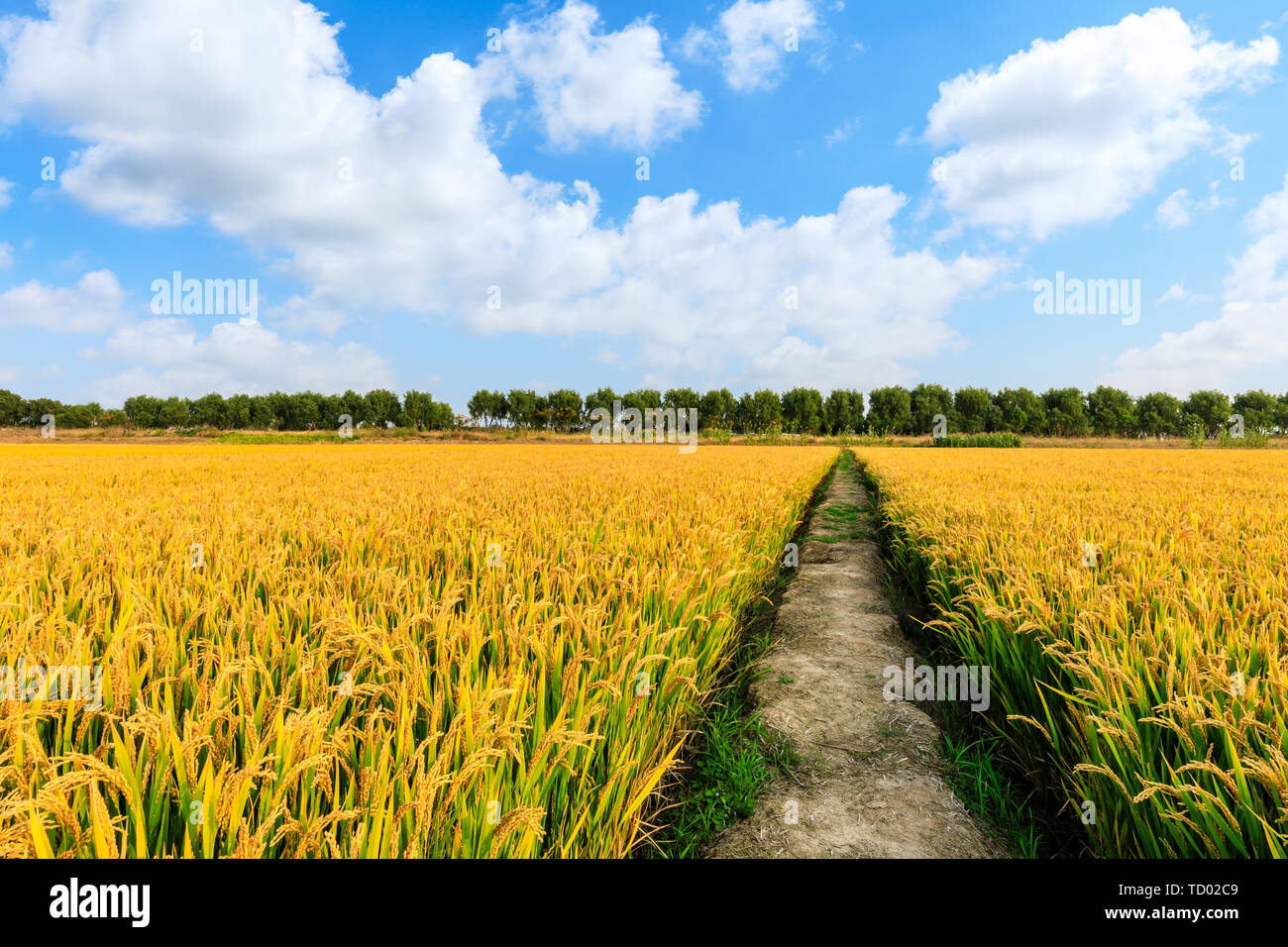 Rice_field hi-res stock photography and images - Alamy